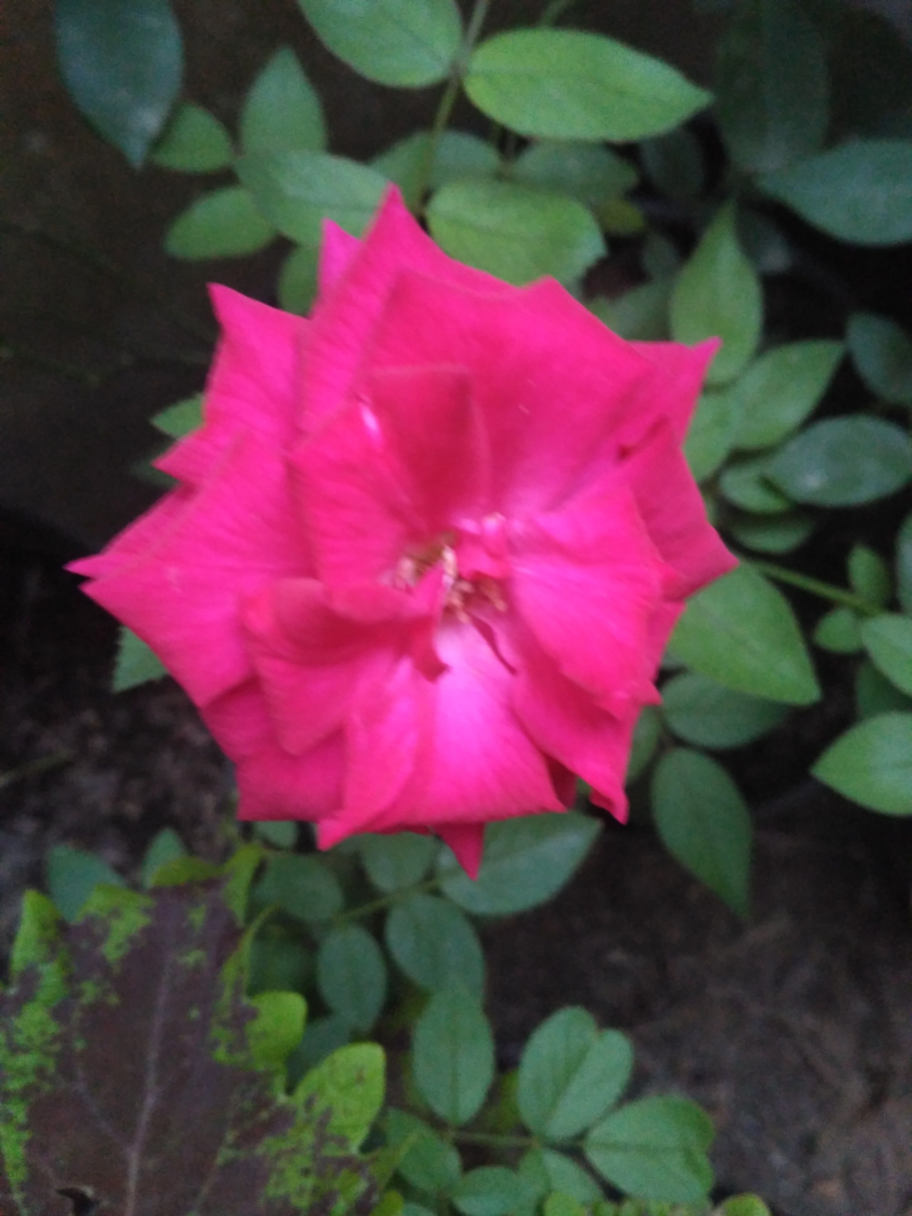 Menakjubkan 27+ Bunga Mawar Cina - Gambar Bunga Indah